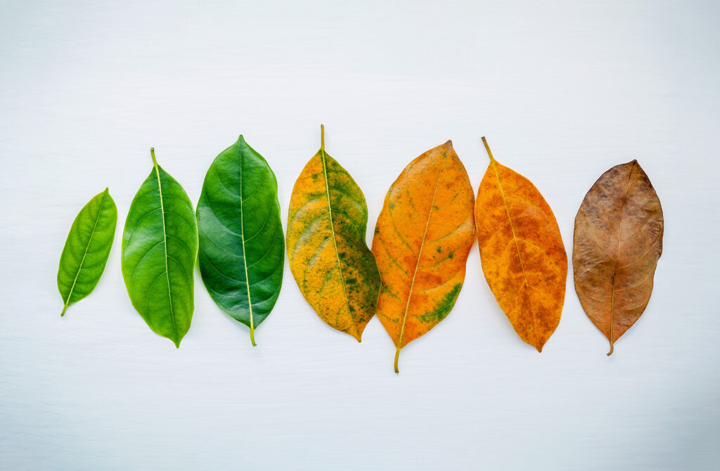 SQL Server 2016 EoL | Microsoft SQL Server 2016 End of Life | Xynomix